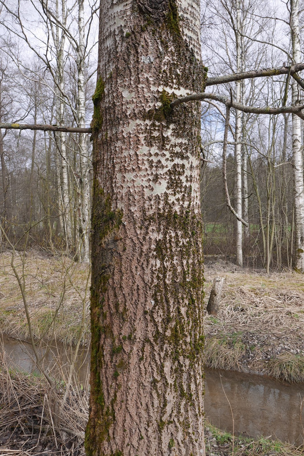 Retkiä kasvimaailmaan: Haapa
