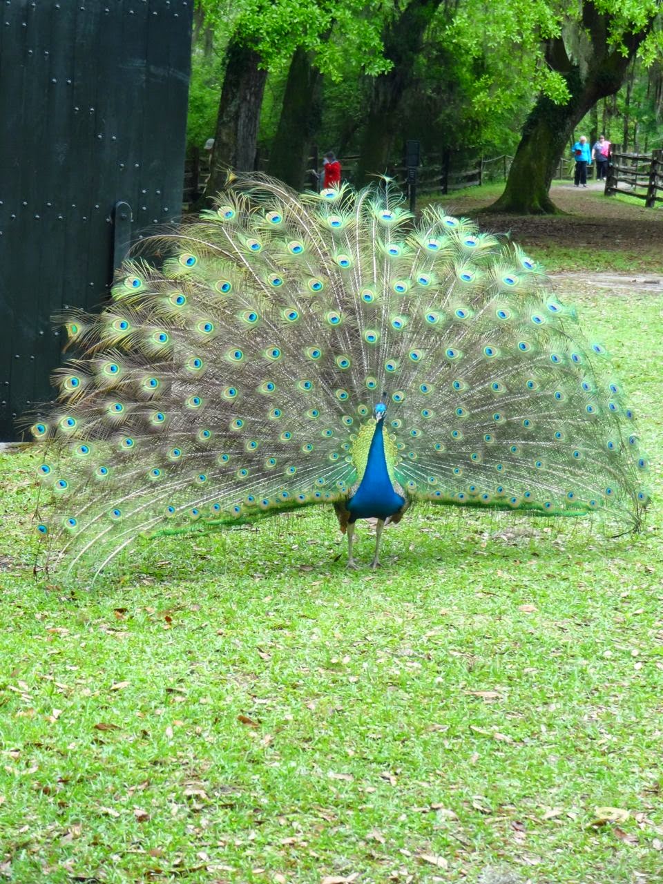 Scrumpdillyicious: Middleton Place & Gardens: A National Landmark