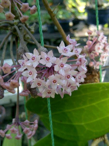 Fazza Hoya - Hoya Indonesia: 39. Hoya Polystchya – Bunga Hoya Indonesia