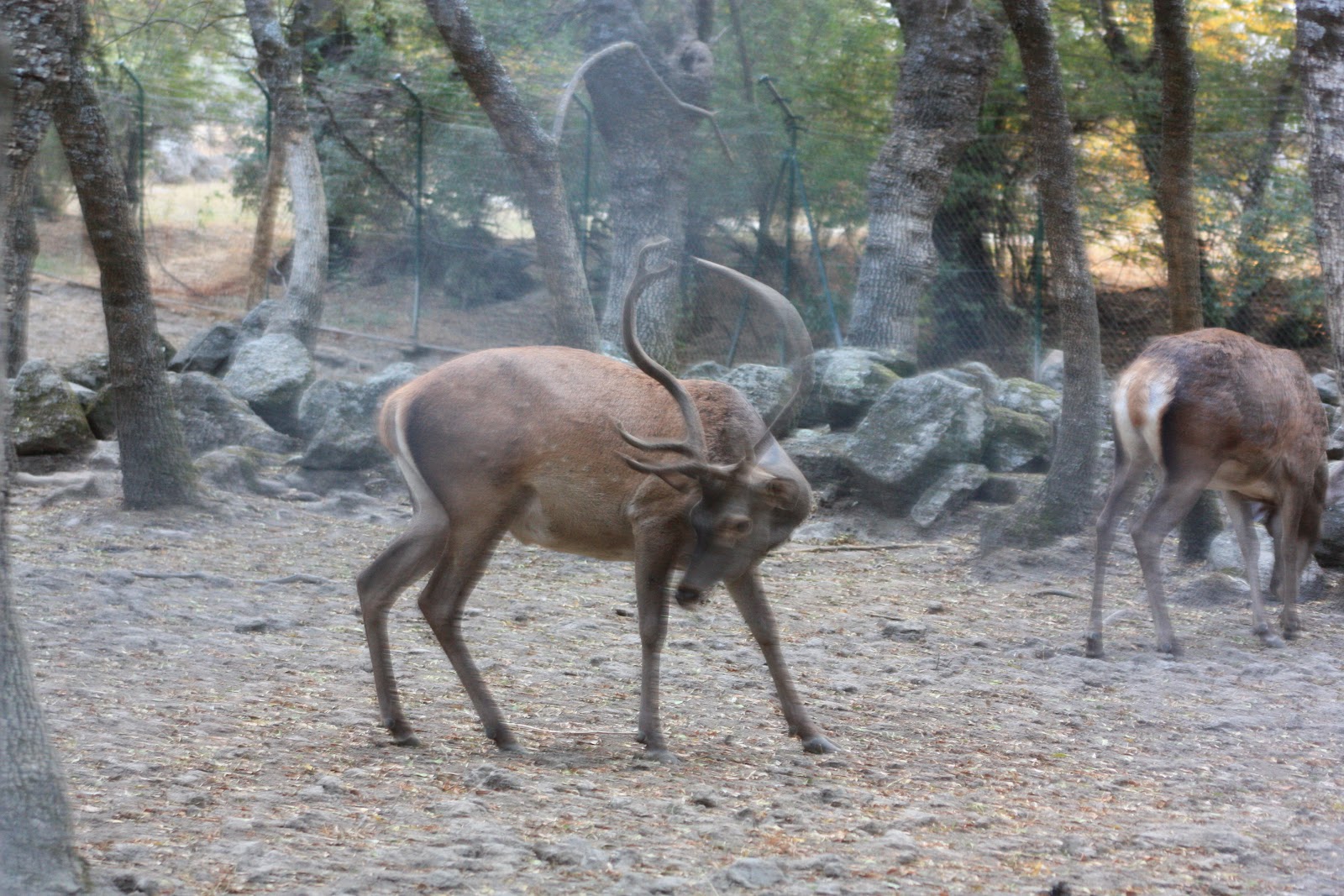C.Naturaleza Cañada Real: Las cuernas de los ciervos