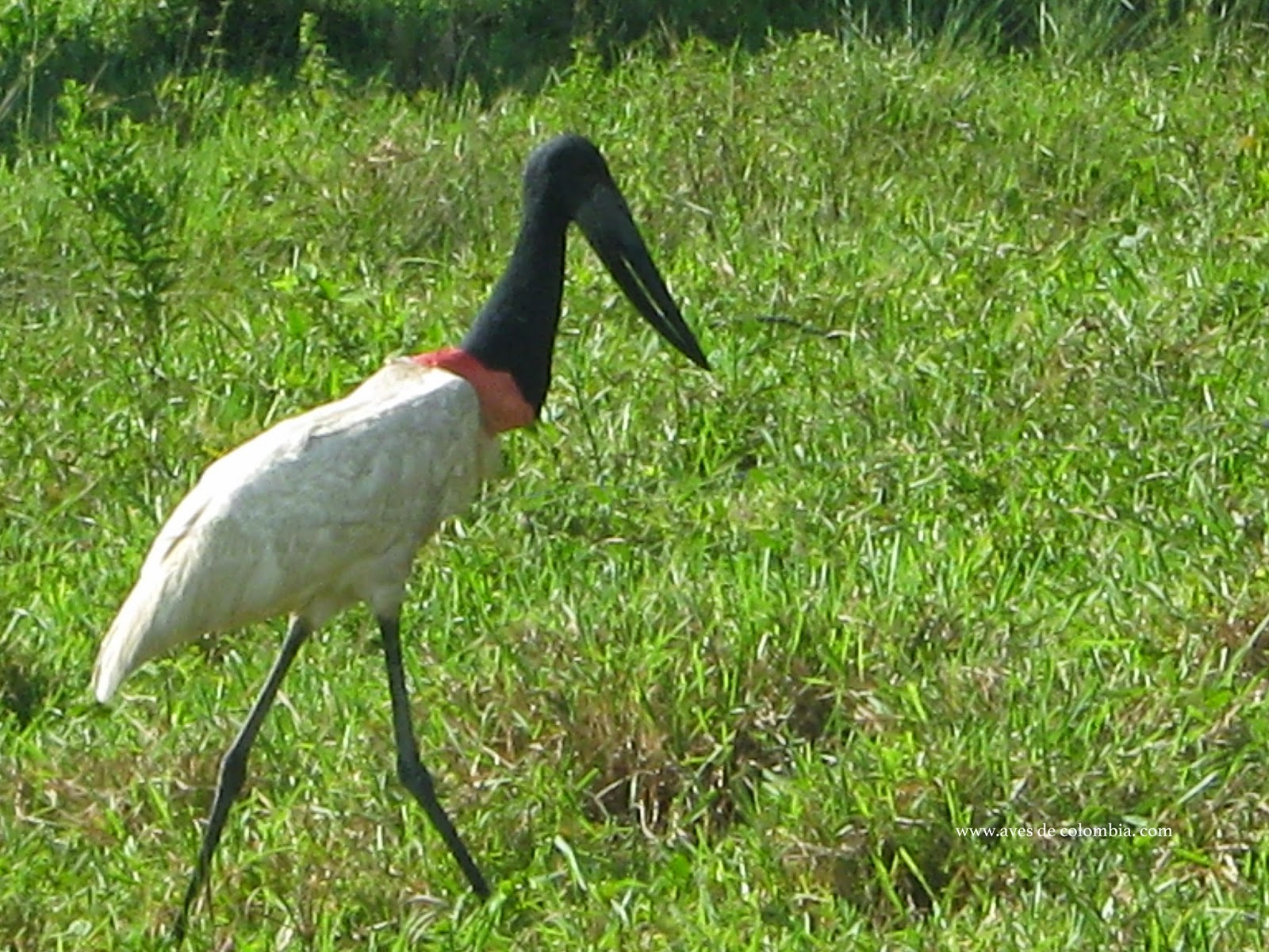 Aves de Colombia: GARZÓN SOLDADO