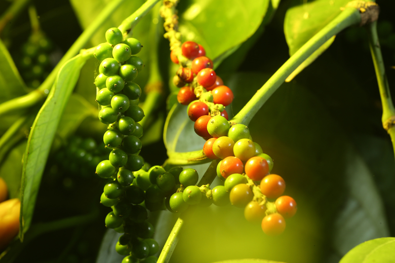 Turmeric n spice: INDIAN MASALA DUBBA