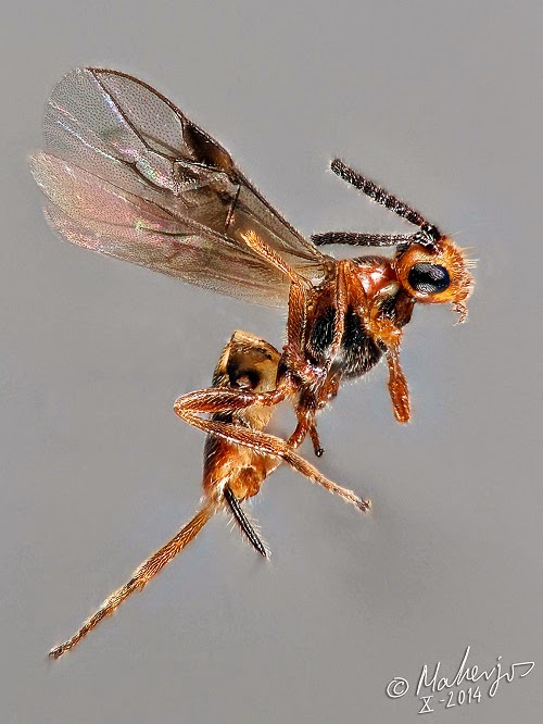 Biodiversidad Costa Granadina y ... (Fauna): Bracon hebetor