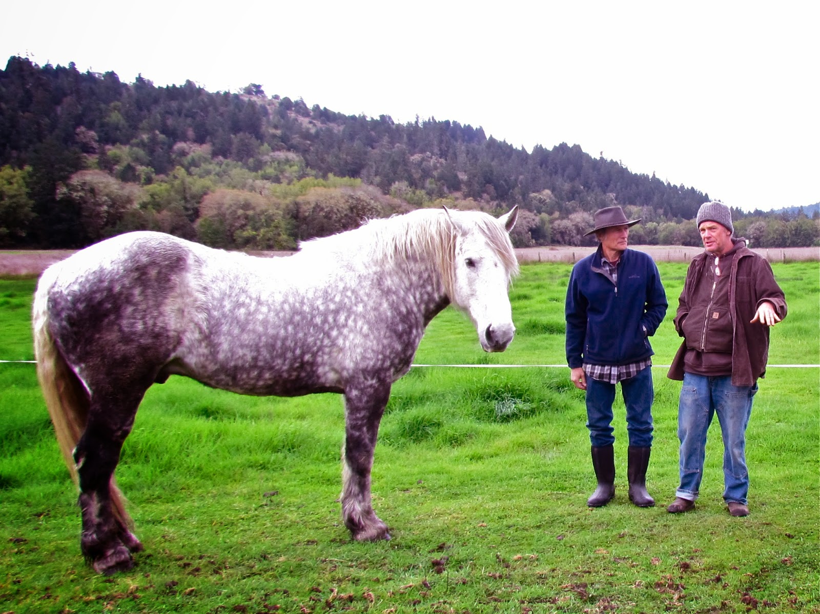 Seed Revolution Now!: Red Ruffled Pimiento
