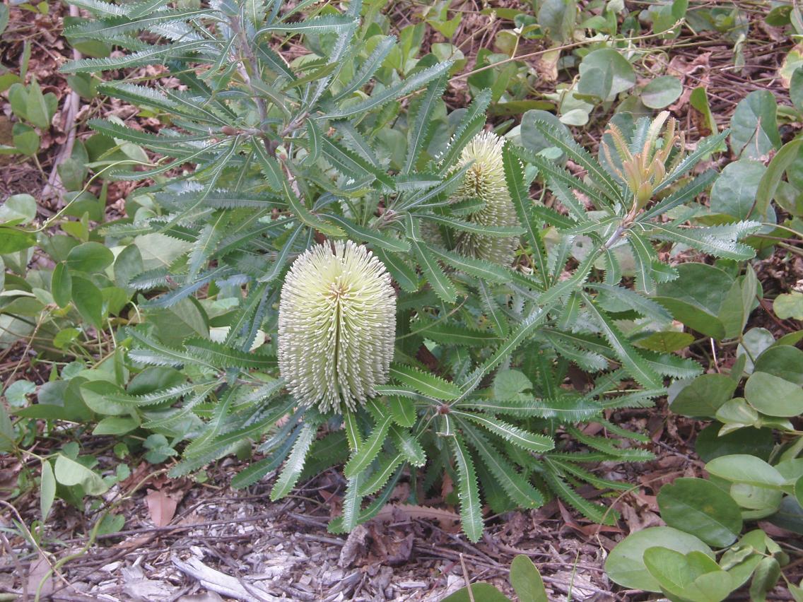 Try growing: Banksias | Growing Illawarra Natives