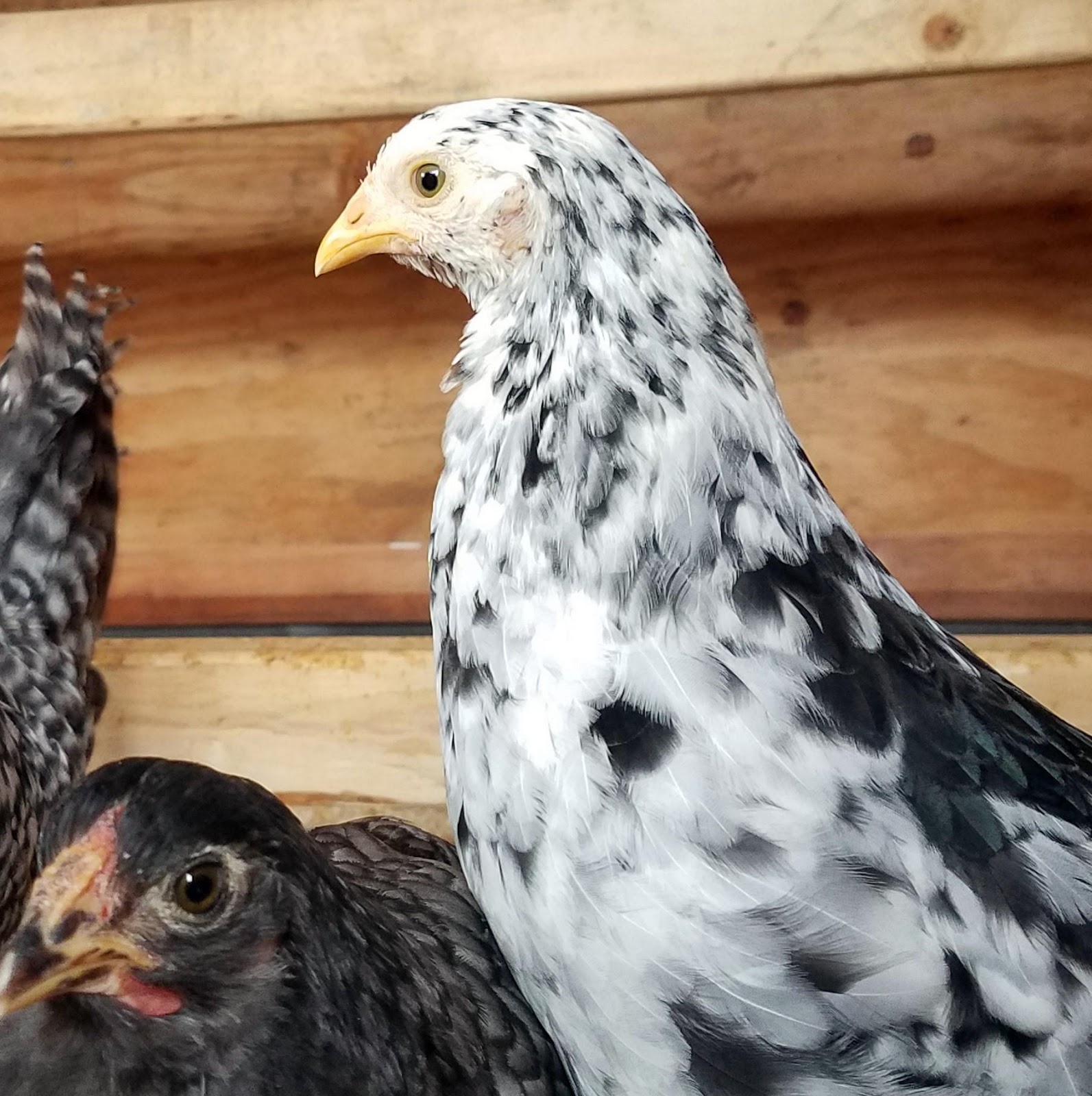 Off-Grid Home Sweet Home: Mottled Java...