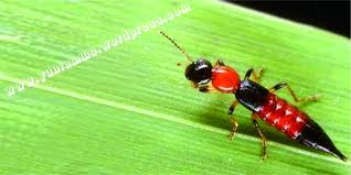 dalam proses belajar lagi: tomcat-Paederus fasciatus