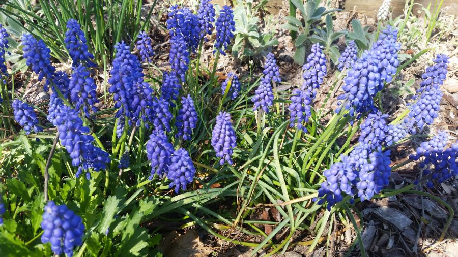 Future Plants by Randy Stewart: Muscari -Grape Hyacinth