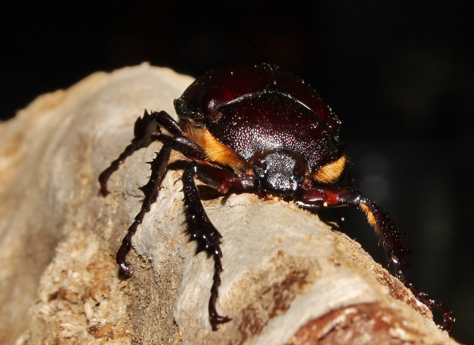 Biodiversity of Cyprus by NGO Protection of the Natural Heritage and ...