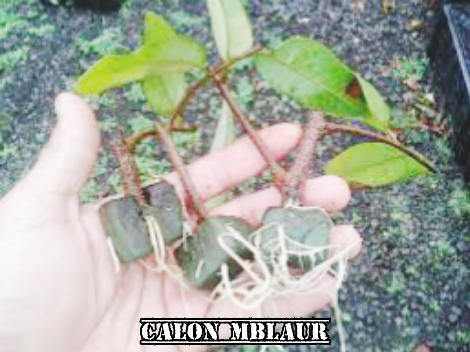 mengenal dan belajar jenis jenis stek pada tanaman - CALON MBLAUR