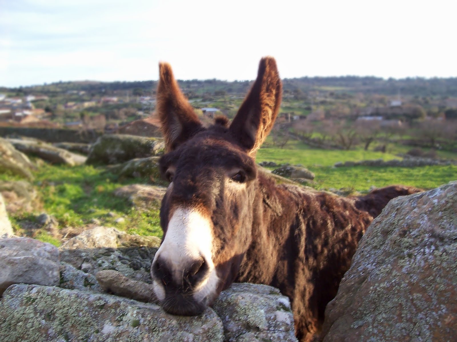 El cuento que no es cuento: Habla popular de Lumbrales (125)