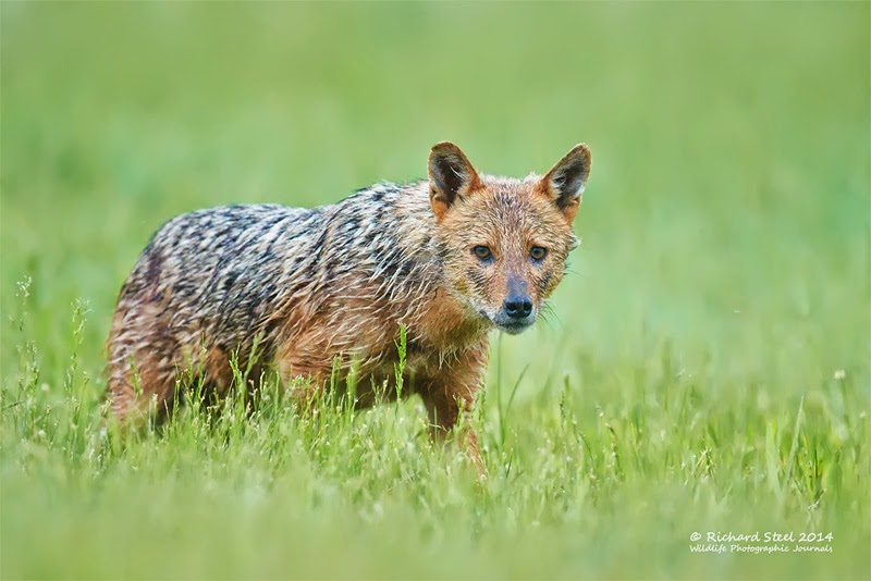 Wildlife Photographic Journals: Romania and the Last Frontier - Day 6 a ...