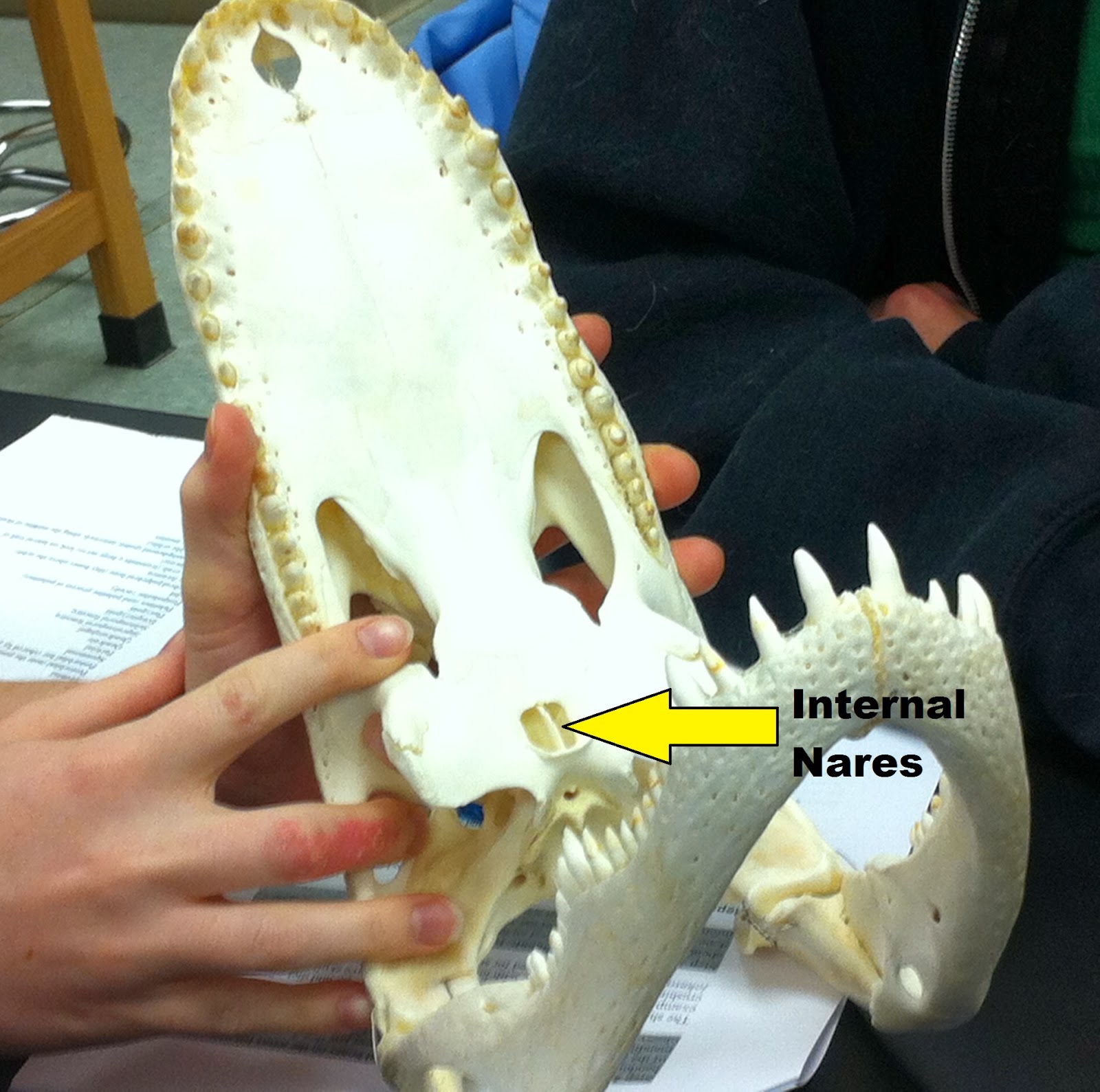 Internal Nares Anatomy at Edna Mondragon blog