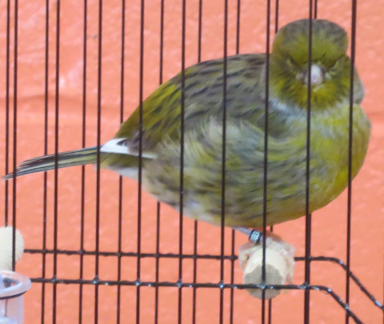 Canary Tales: Breeding Better Looking Birds Part 2 Feather Type - Buff ...