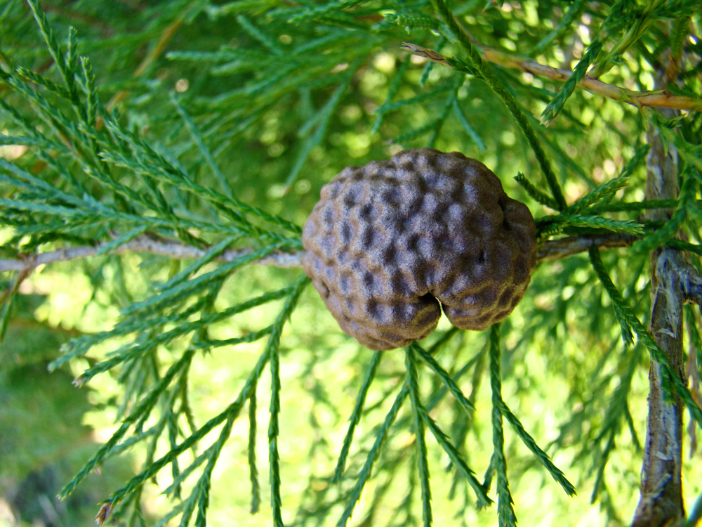 Rurification: Cedar - Apple Rust