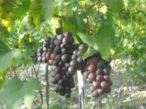 Viviendo de prisa Neybacity