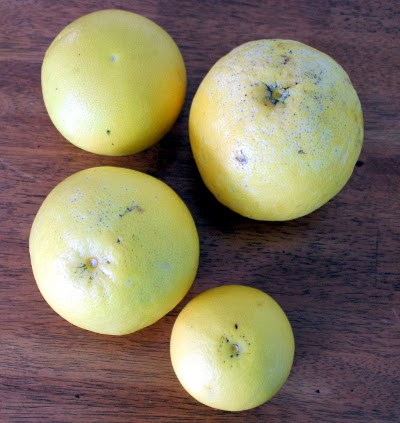 Candied white grapefruit peel ~ Ham Pie Sandwiches