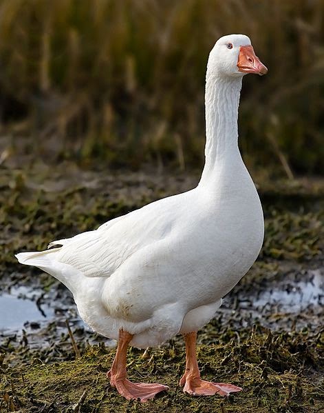 Birds and Animals of the World: The Embden Goose