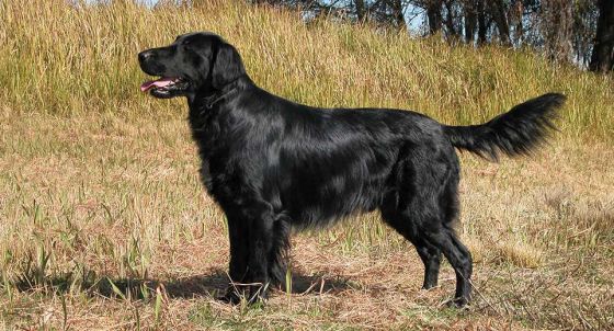 Black Labrador Retriever - Doglopedix