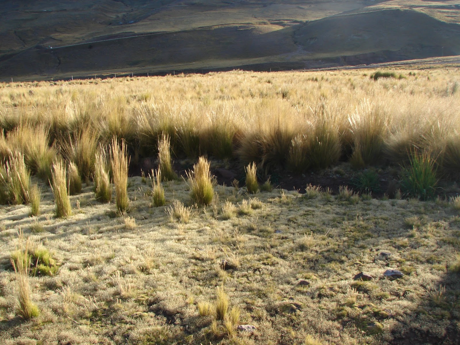 Pastizales: junio 2016