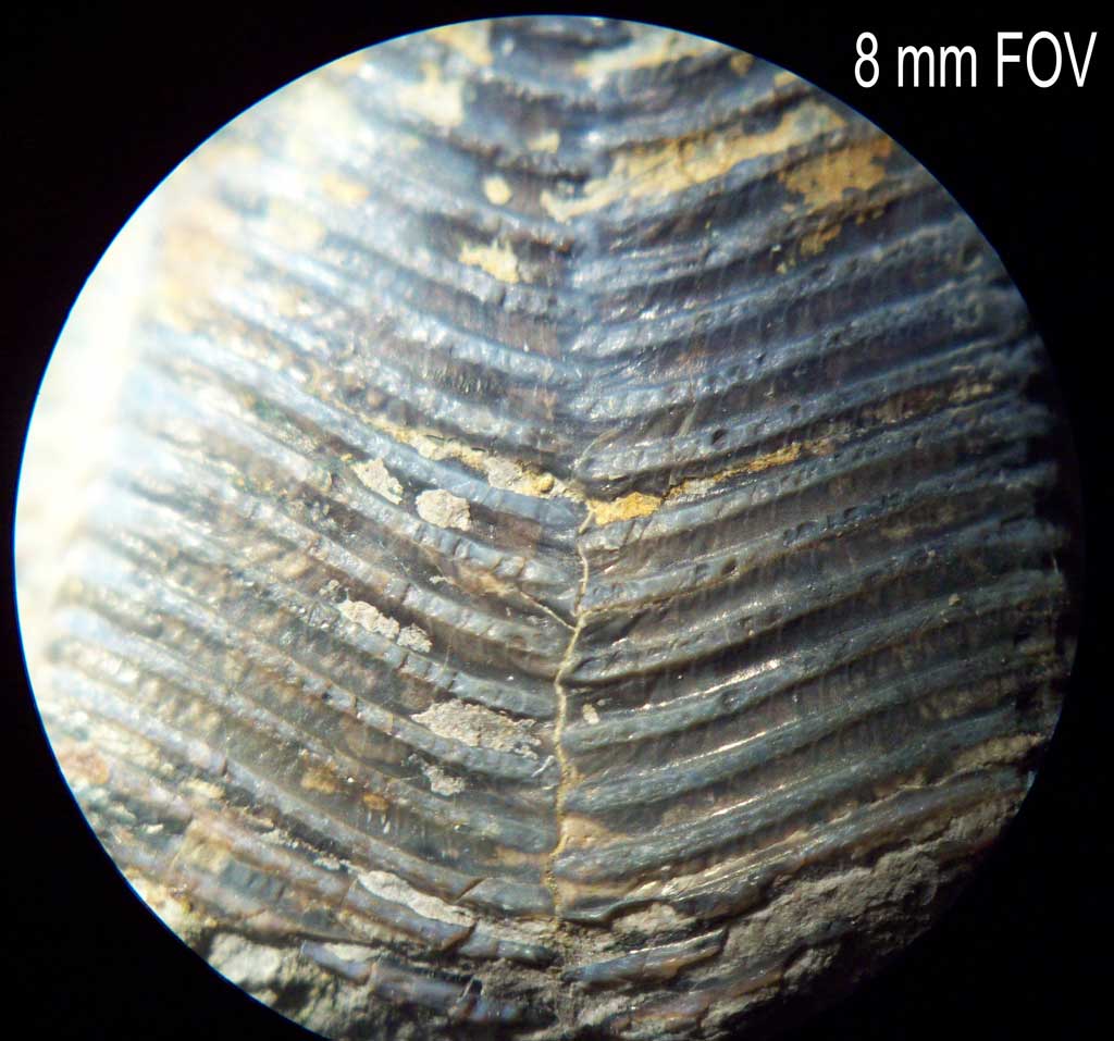 Louisville Fossils and Beyond: Paraconularia magna