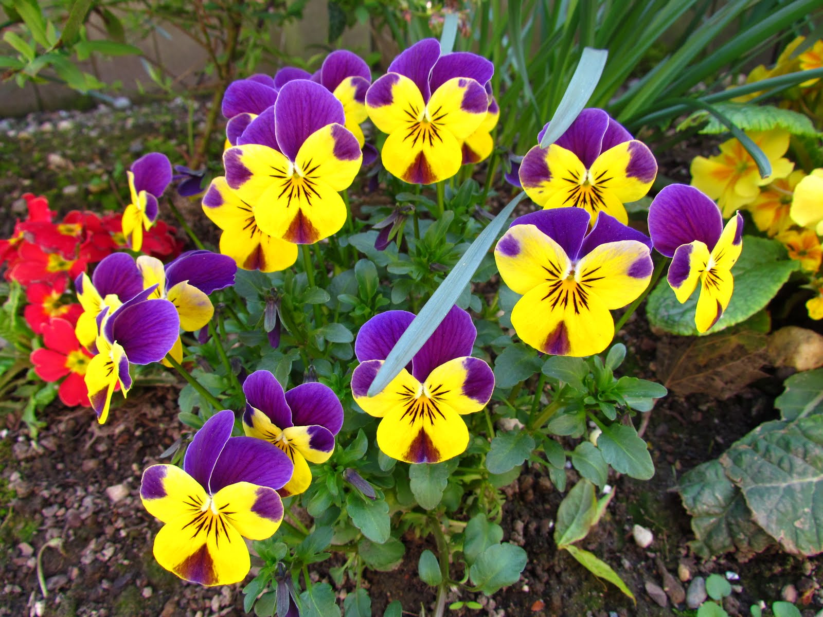 Remembering Color