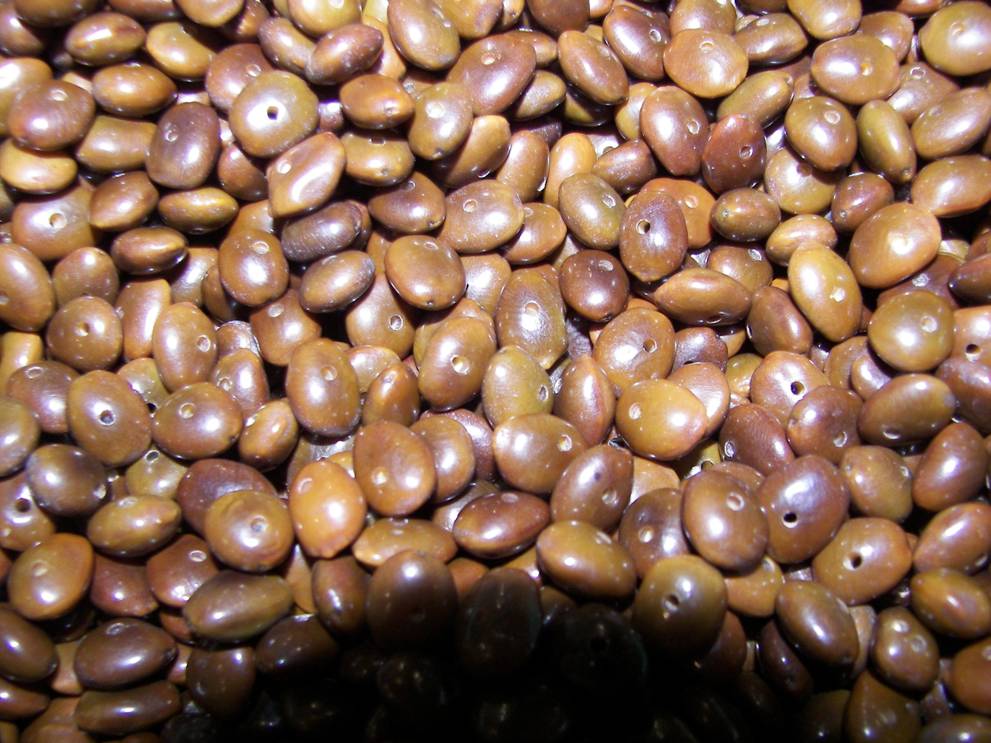Seeds To Love Seed Polishing Process seeds-to-love-seed-polishing-process