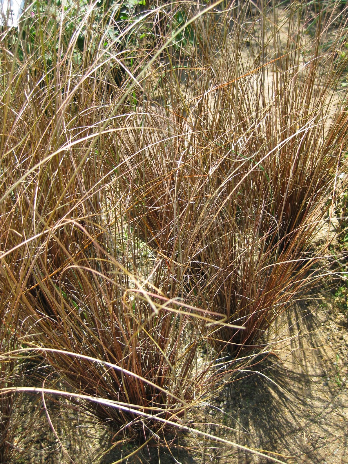 Rotary Botanical Gardens - Hort Blog: "Dead" Sedges Are Lively