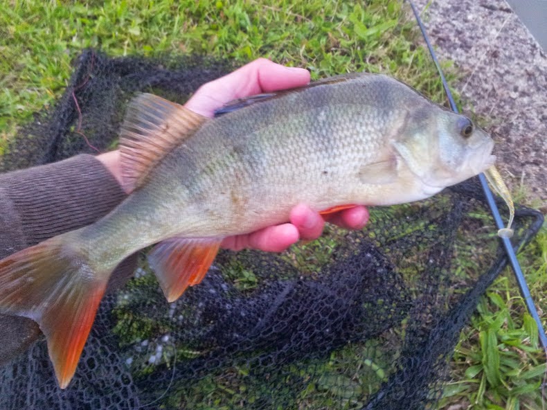 Fishy Business, an angler's journal.: Drop-Shotting for Perch