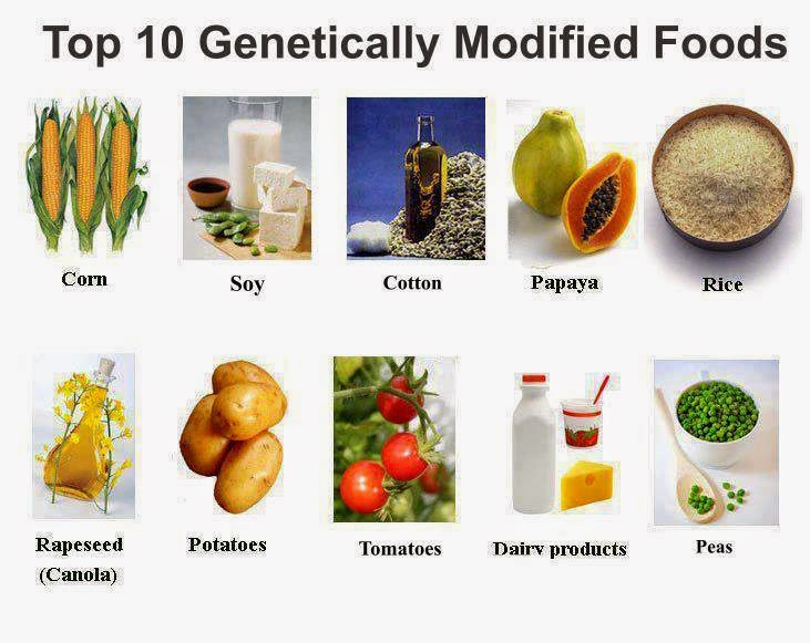 Wellness Lab Health Info: Discover Genetically Modified Organism in Our ...