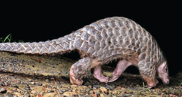 Ciri Khusus Trenggiling dan Fungsinya | Ngember News