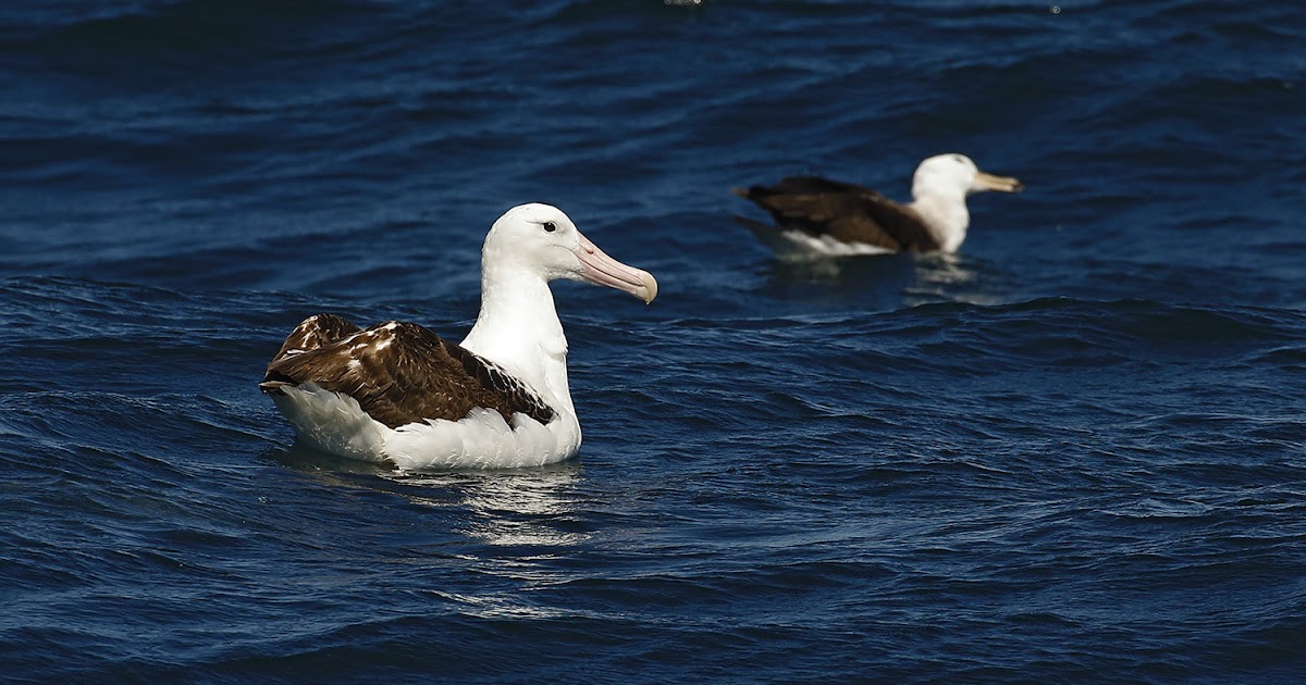 mis fotos de aves: Diomedea sanfordi Albatros Real del Norte Northern ...