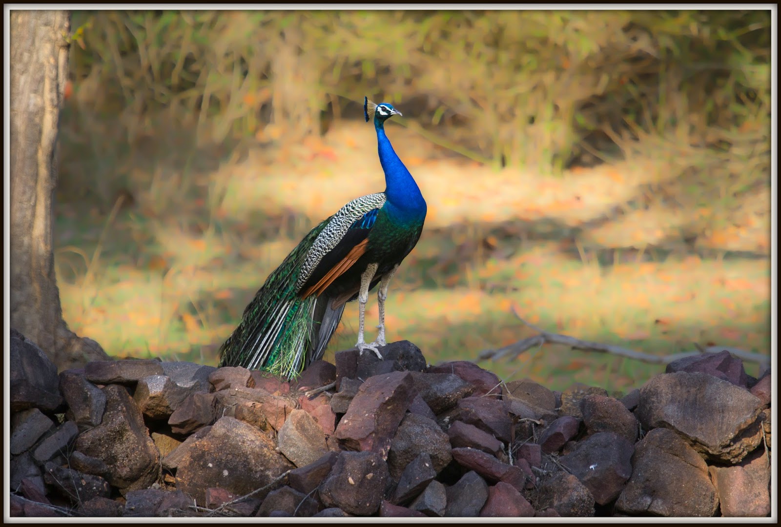 flying beauties of himachal pradesh