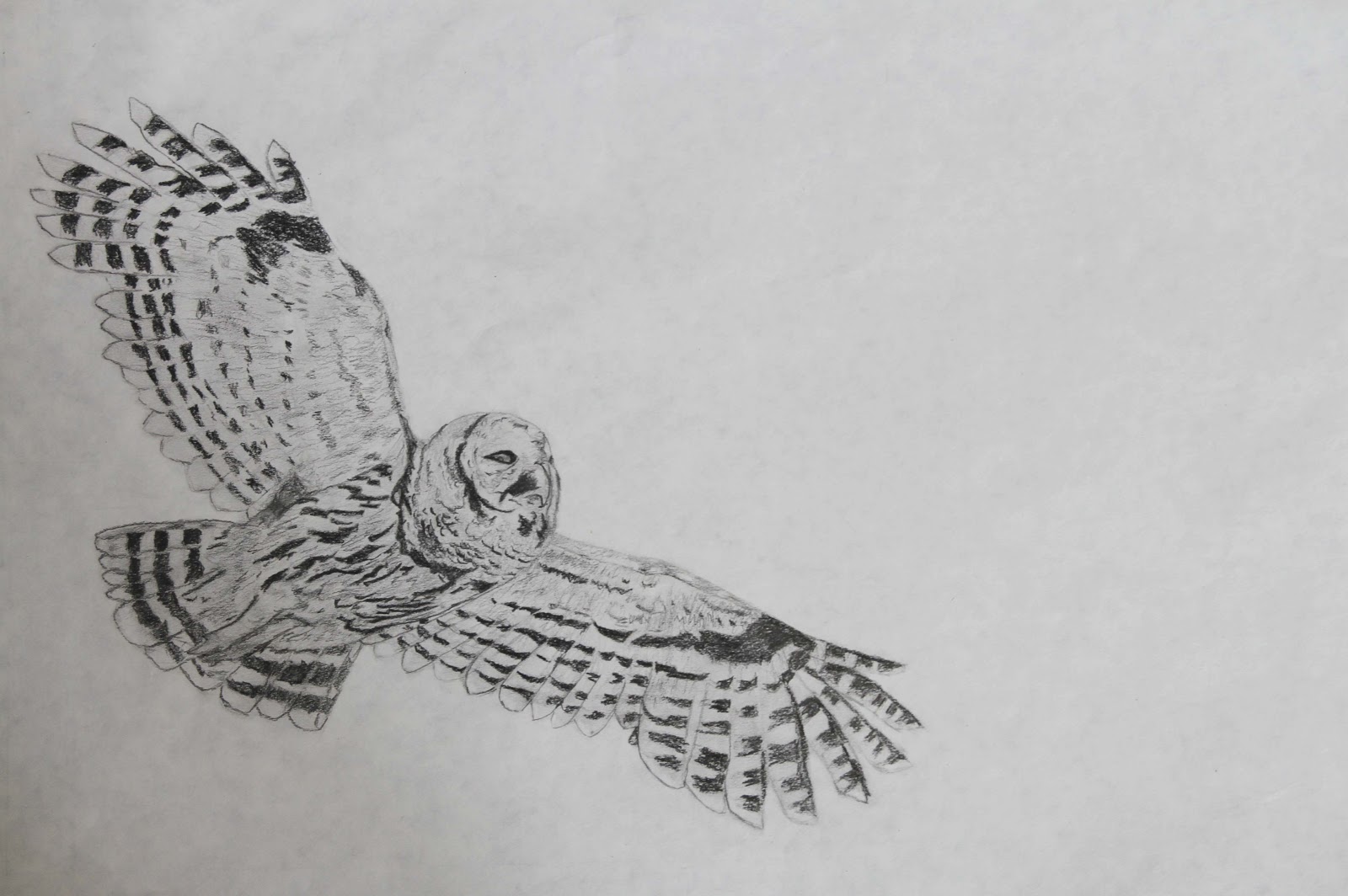 Student Art: Graphite Animals