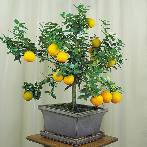 Bonsai Natal: Chinotto - Citrus myrtifolia