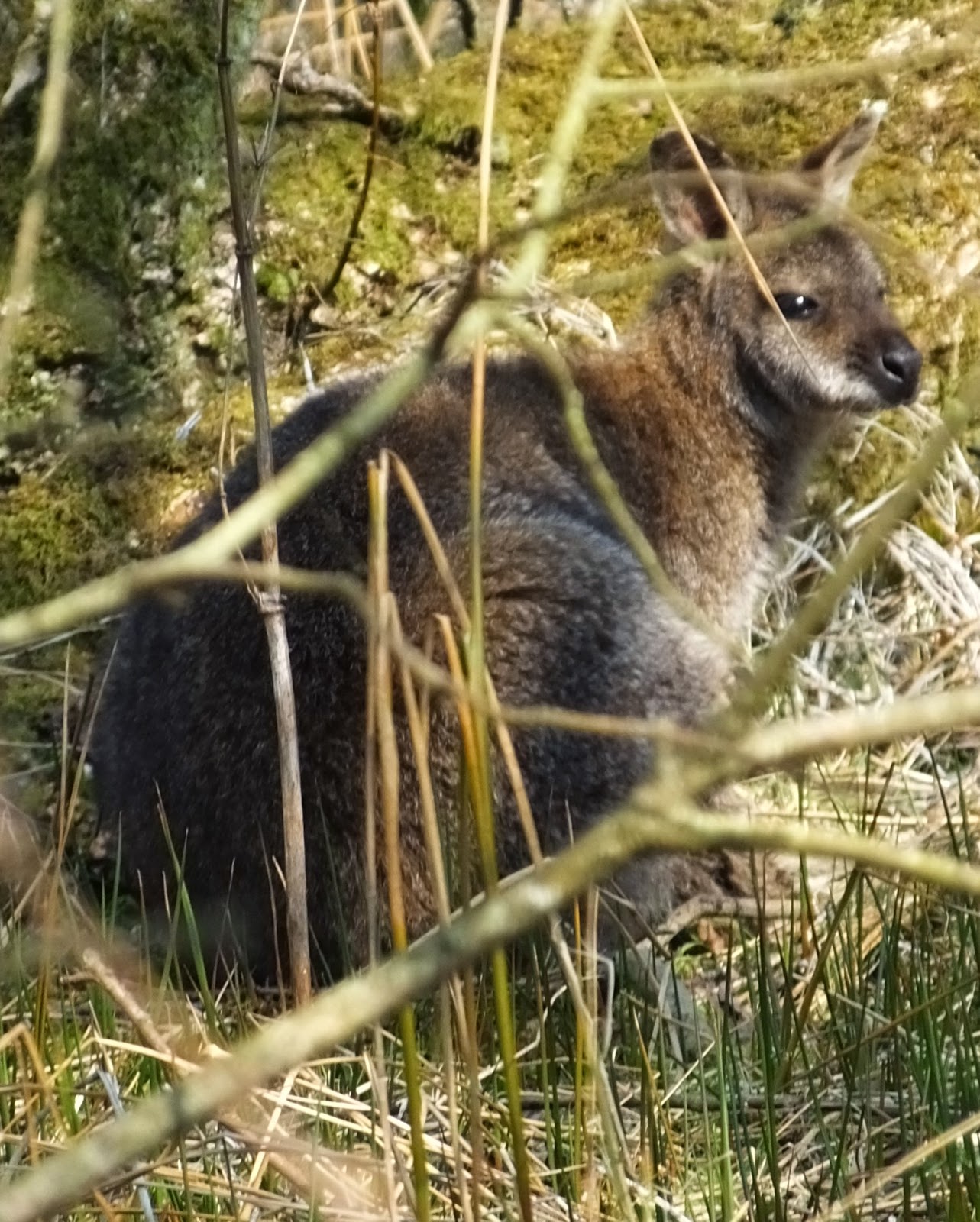 A Wallaby Walk in the Curragh - North American Manx Association