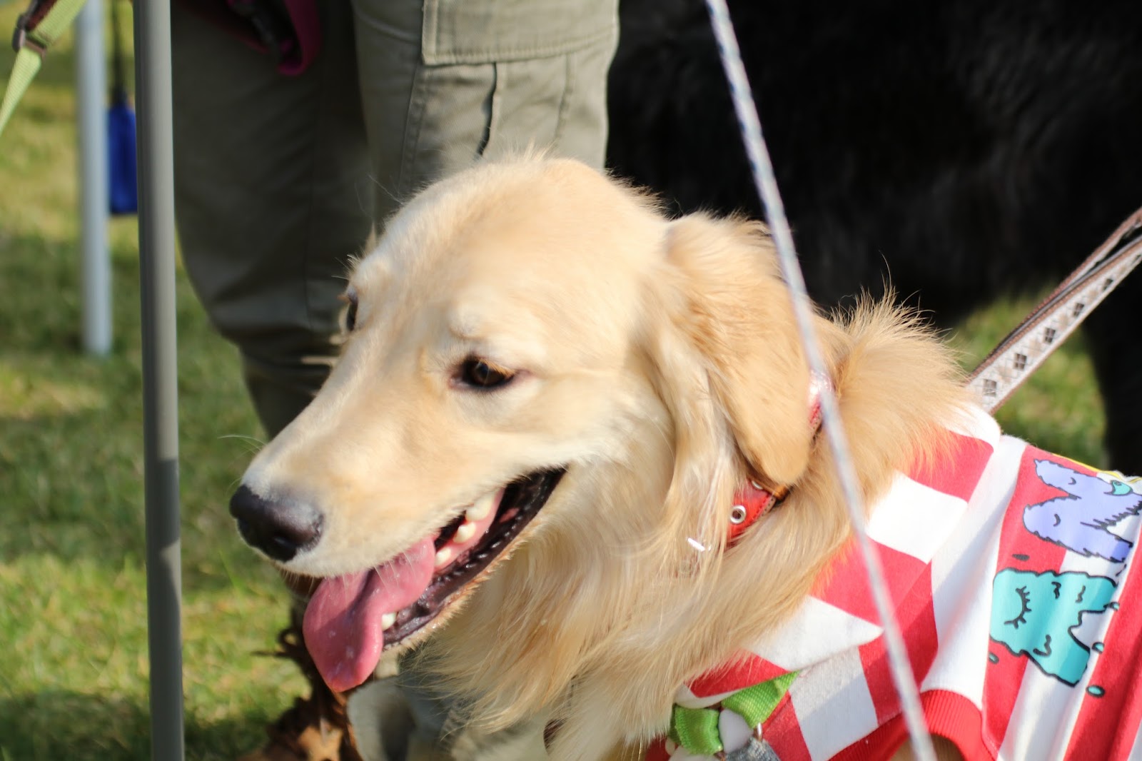 JDDCスタッフブログⅡ: 2016