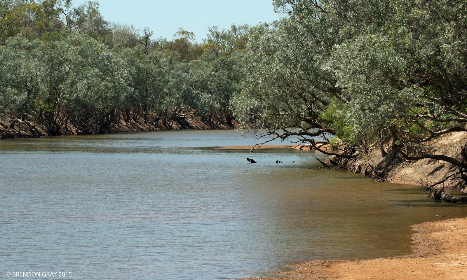 Birding on the Alice River, Cape York