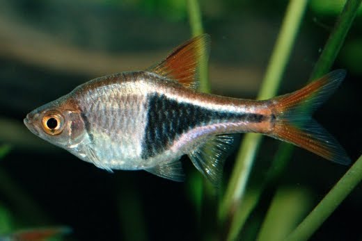 25 Jenis Ikan Hias Rasbora Wader Populer