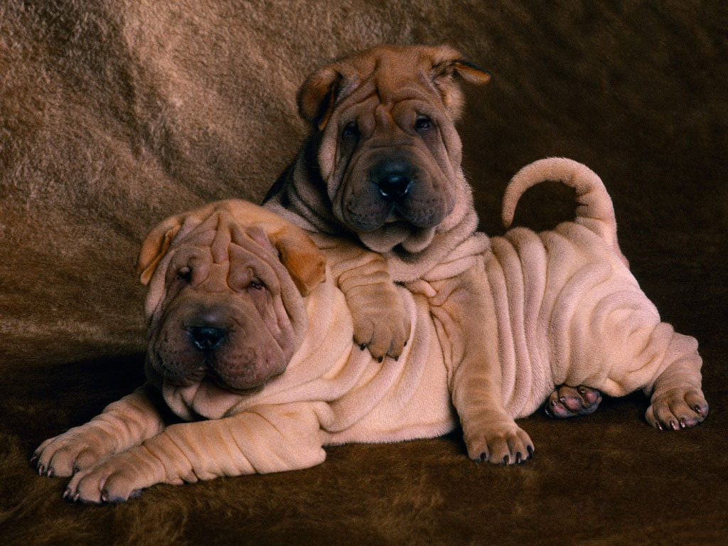 Nós, os Cachorros - No Japão: Raças de Cachorro: Shar Pei