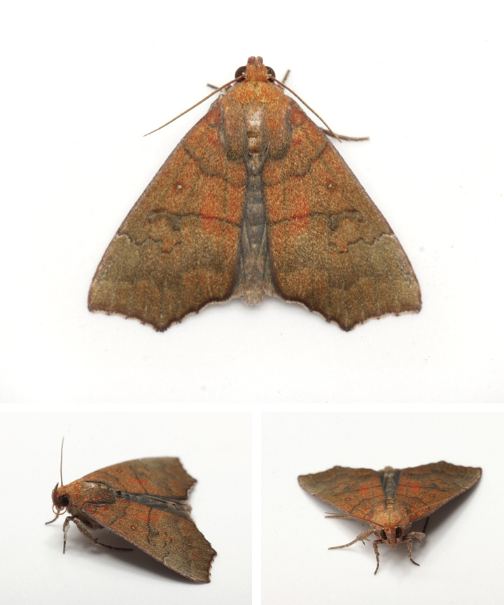 Photographic Field Notes: Top 12 of 2012, Backyard Moths