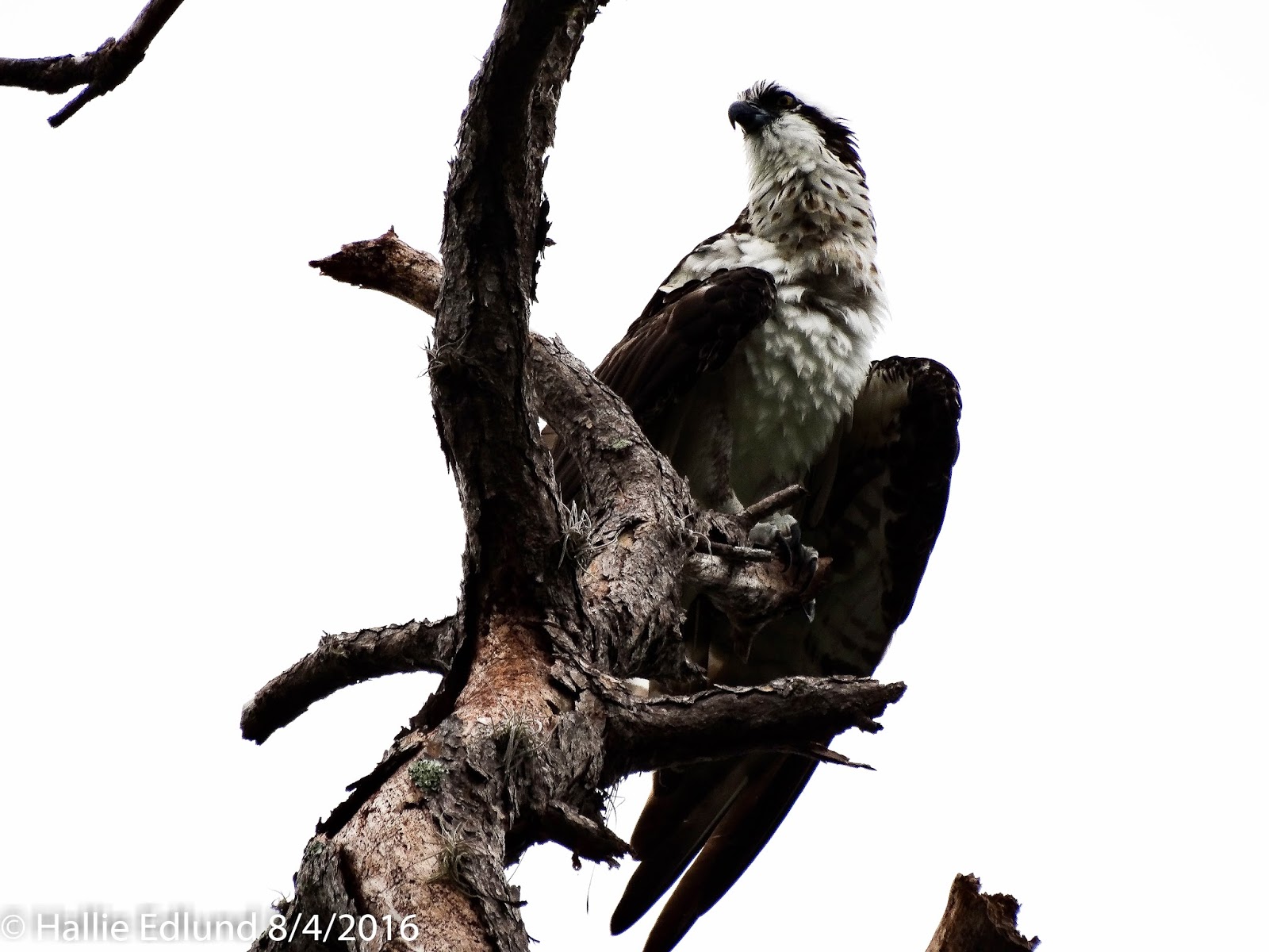 GENNY vs. HALLIE Big Year Challenge: Birds of Prey and the Boyd Hill ...