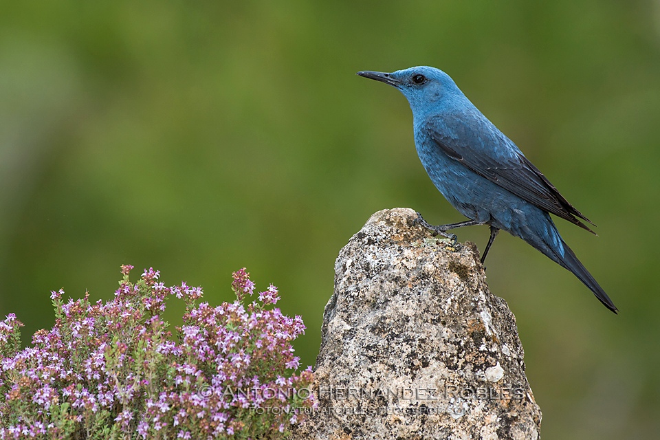 Fotografia de Vida Salvaje - Wildlife Photography: EL PÁJARO AZUL