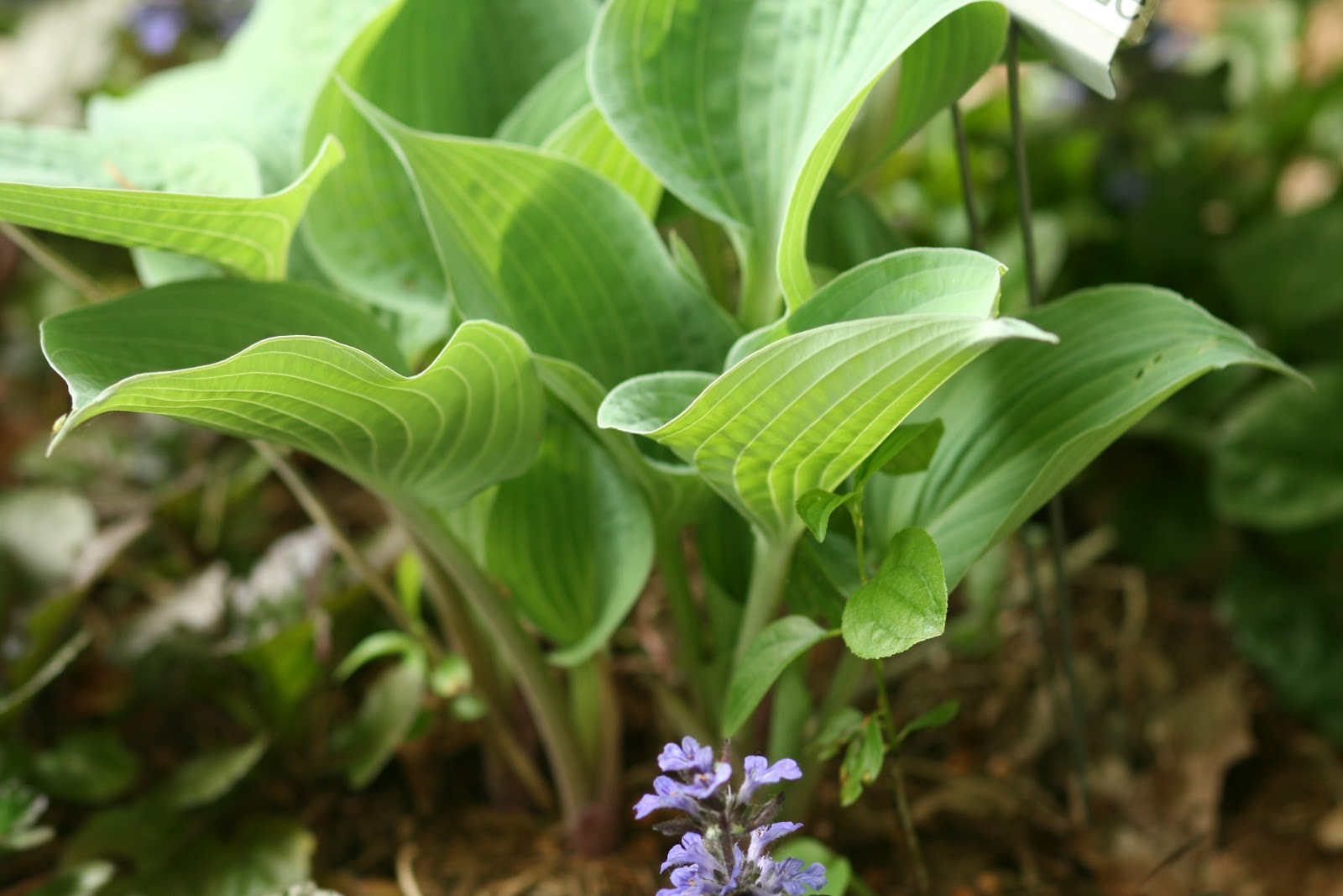 Cheesehead Gardening: Hosta of the Day - 'Purple Haze'
