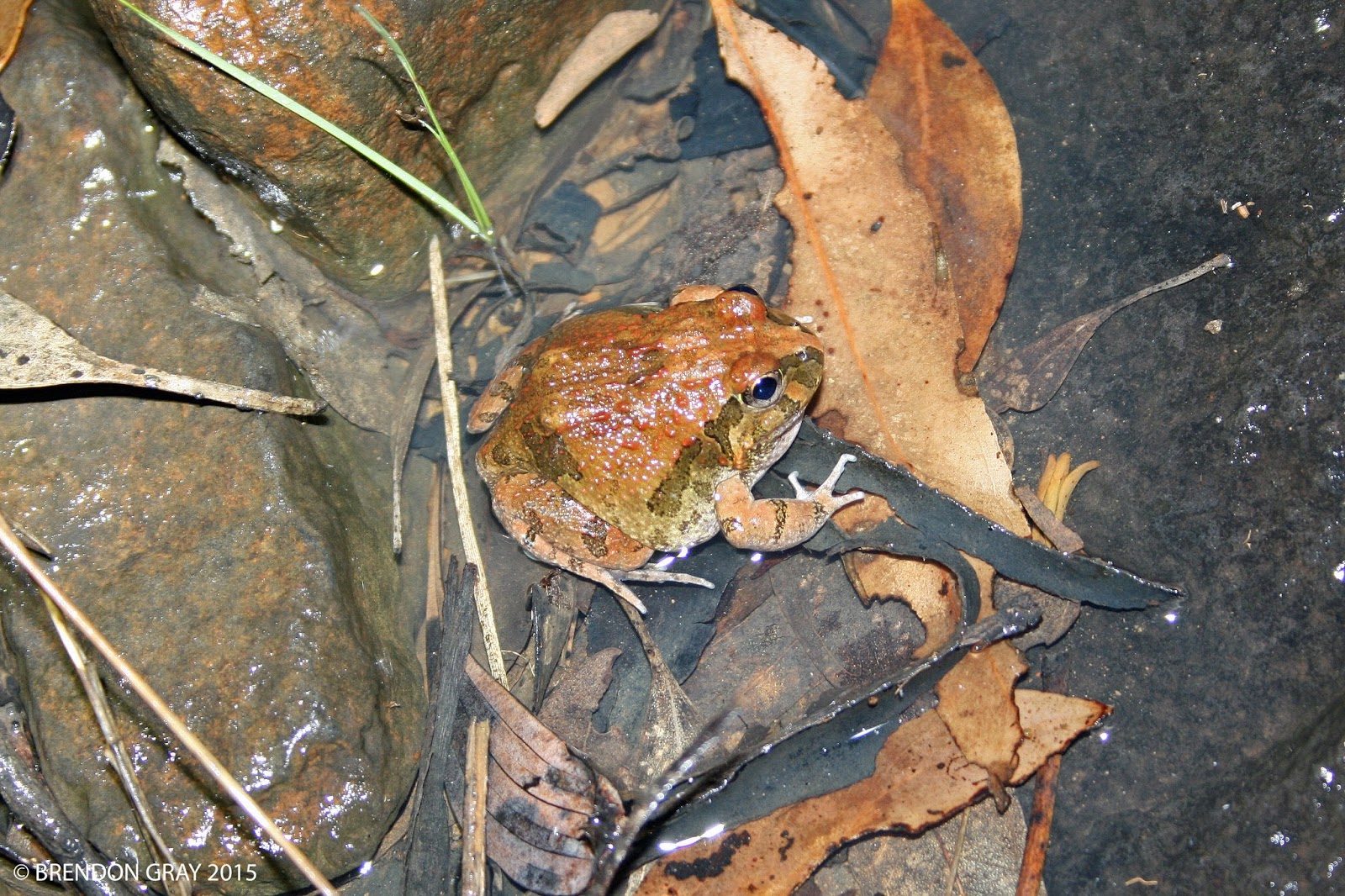 Native Frogs are loving the November Rain