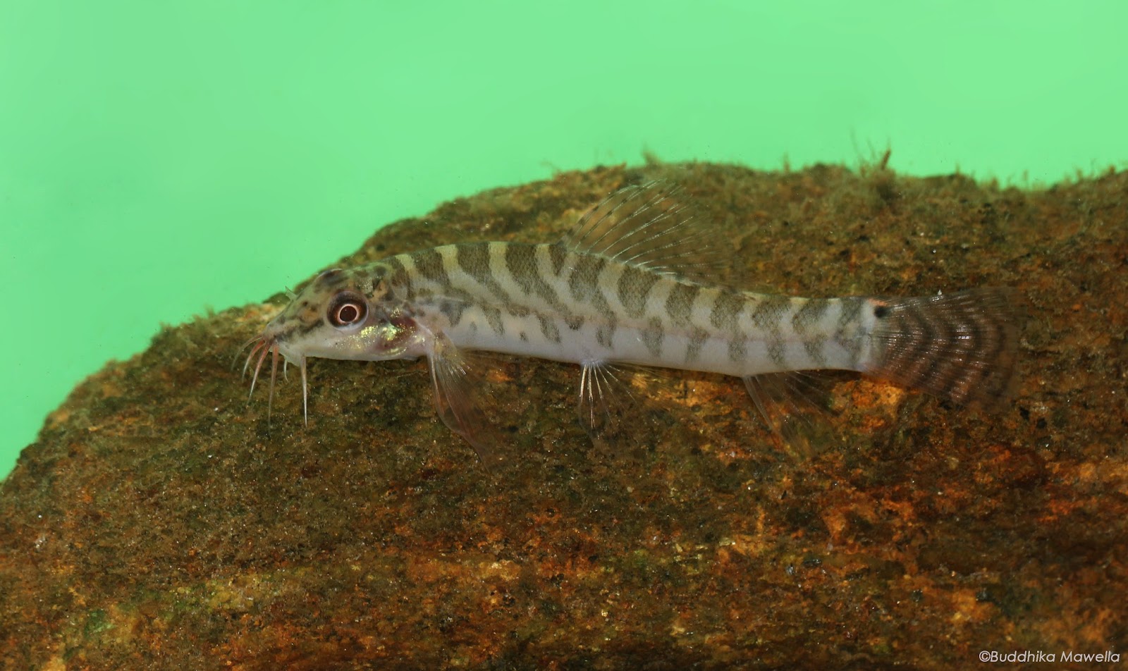 Lanka Nature Summary: Sri Lanka Tiger Loach(Acanthocobitis urophthalmus)