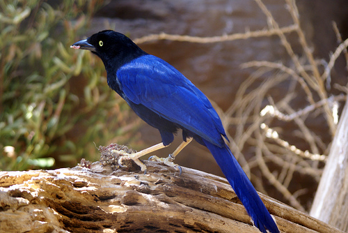 Animales en peligro de extinción en México ~ AB México