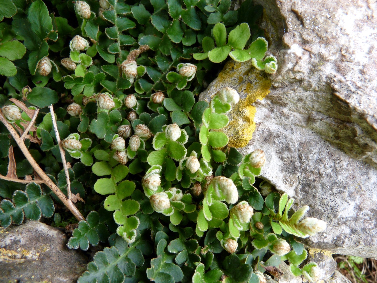 Hutton Roof's Special Ferns and More: Asplenium ceterach (Rusty Back Fern)