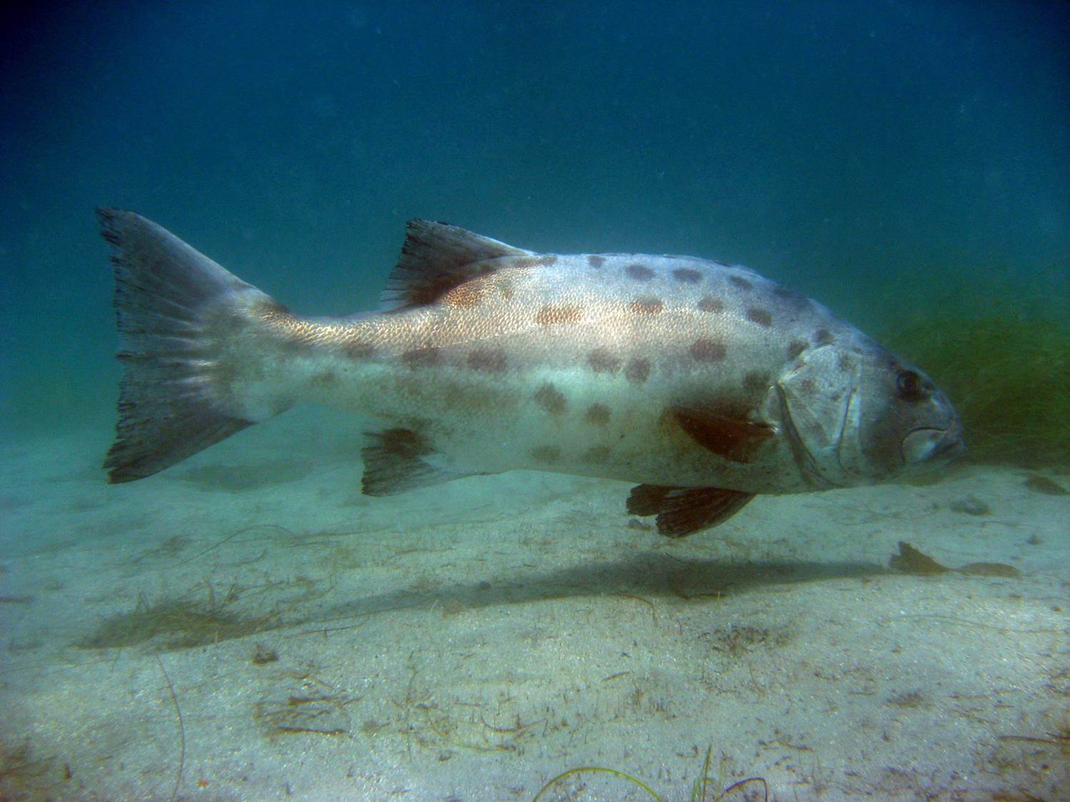 Lone Star Parson: Rain and the Rich Reds