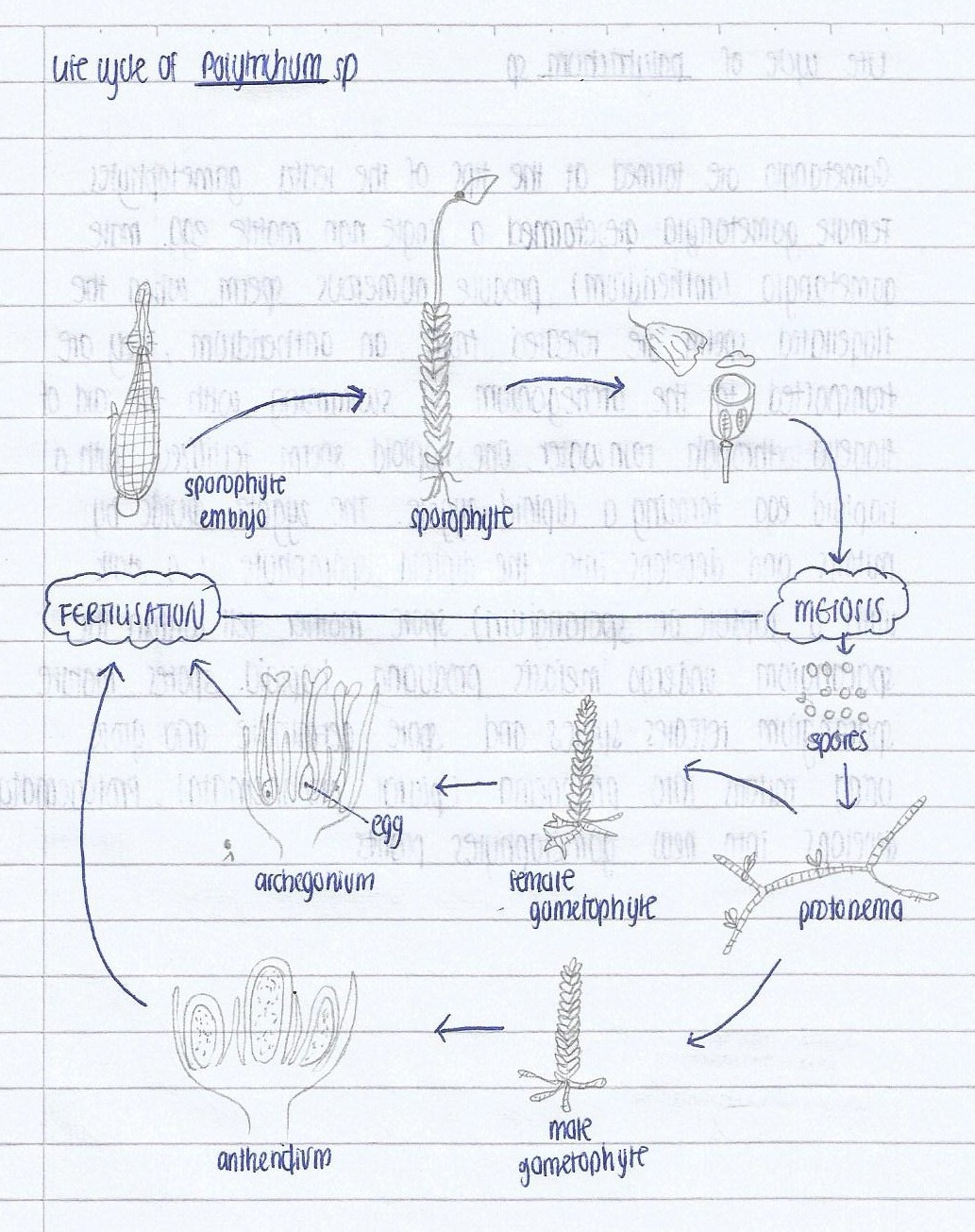 LIFE CYCLE OF POLYTRICHUM
